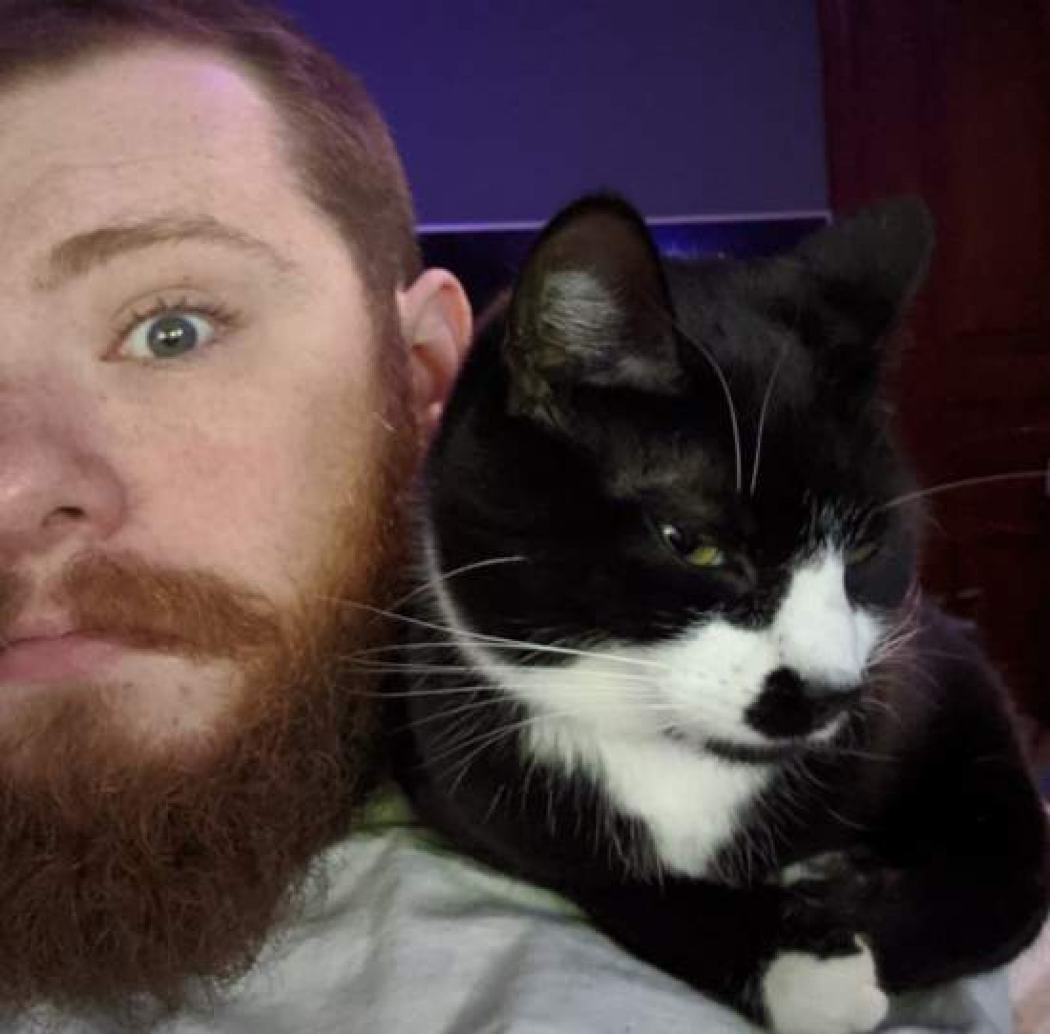 A Cat on Shoulder. Is It Weird or Normal? | Pet Care Advisors