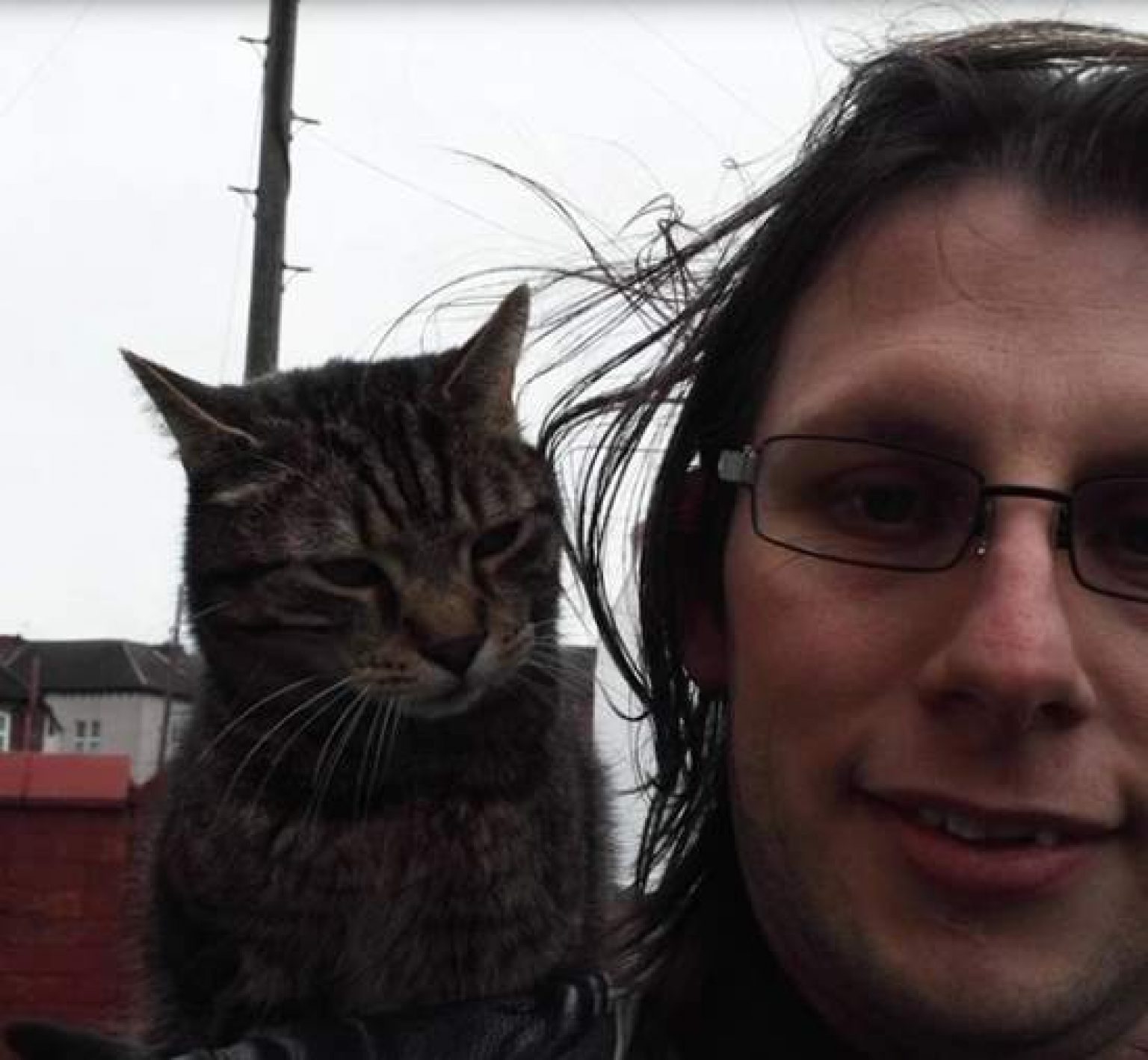 A Cat on Shoulder. Is It Weird or Normal? | Pet Care Advisors