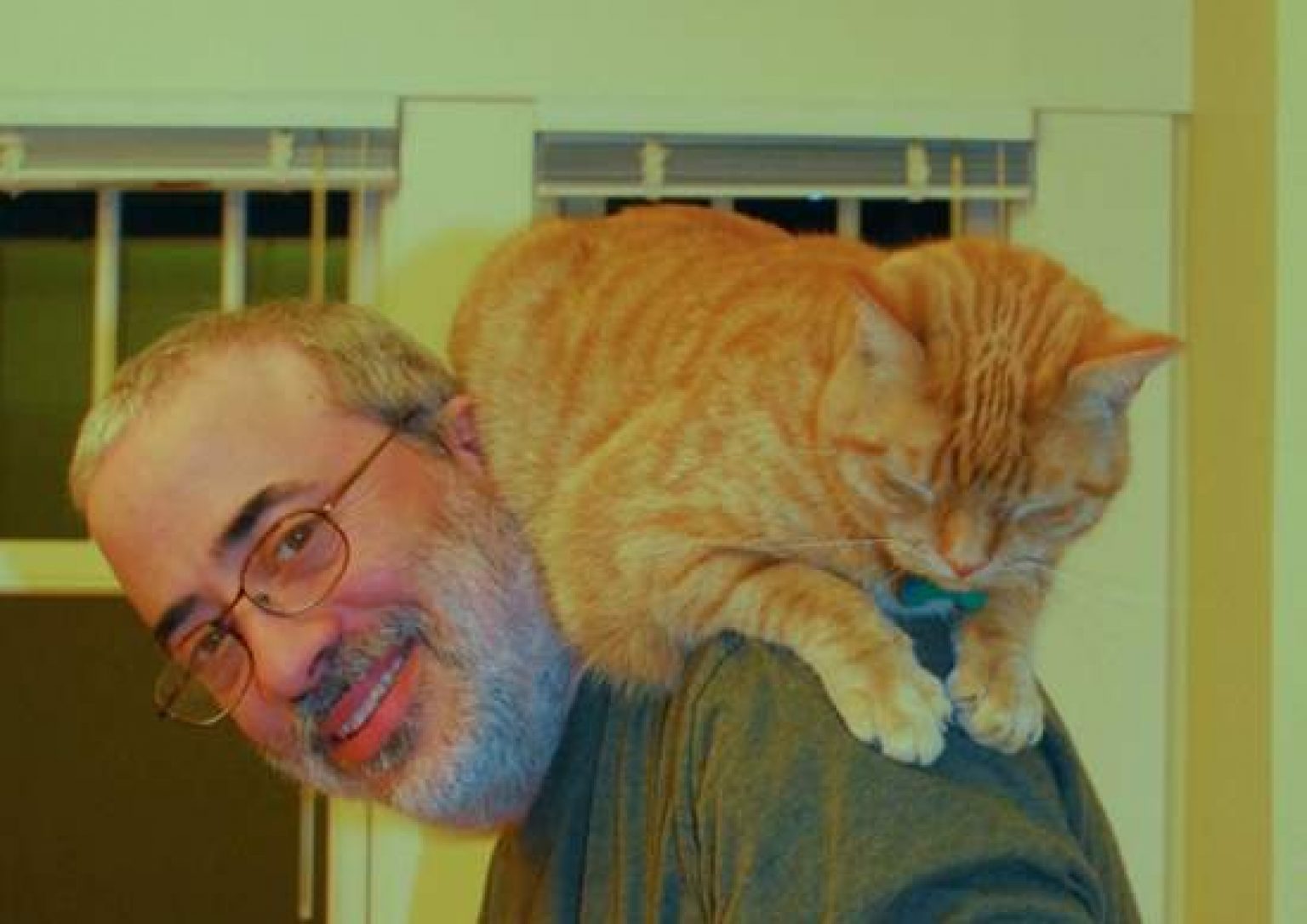 A Cat on Shoulder. Is It Weird or Normal? | Pet Care Advisors