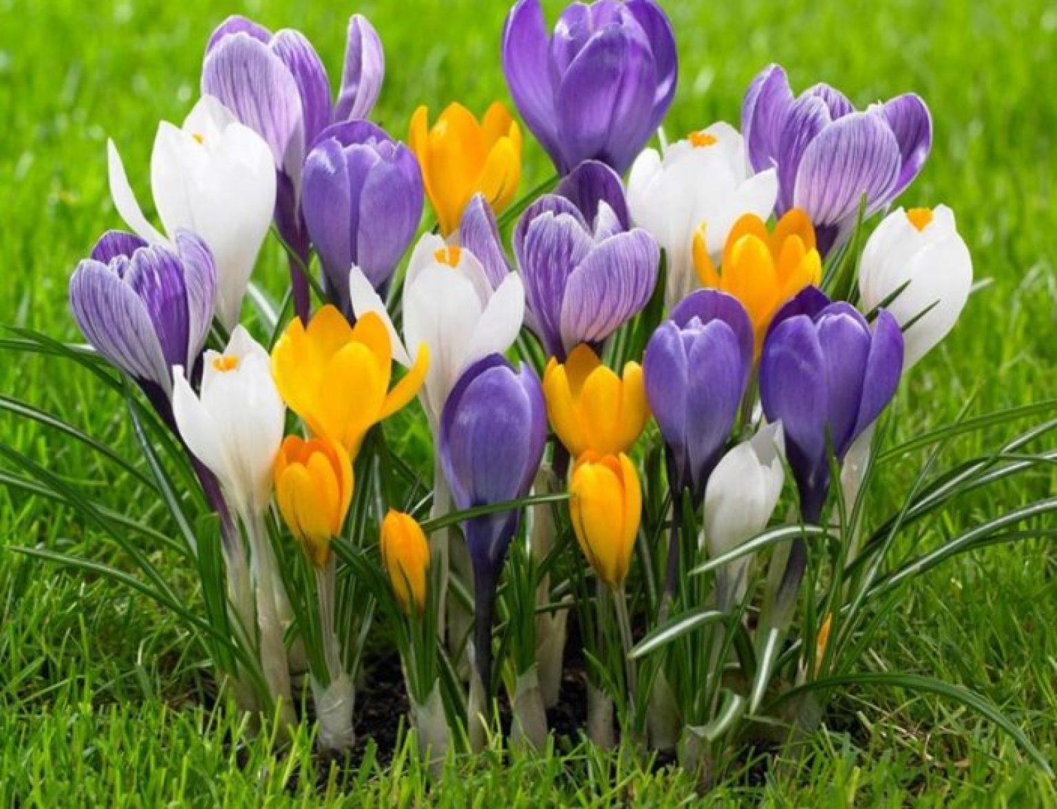 Do Rabbits Eat Crocus | Pet Care Advisors