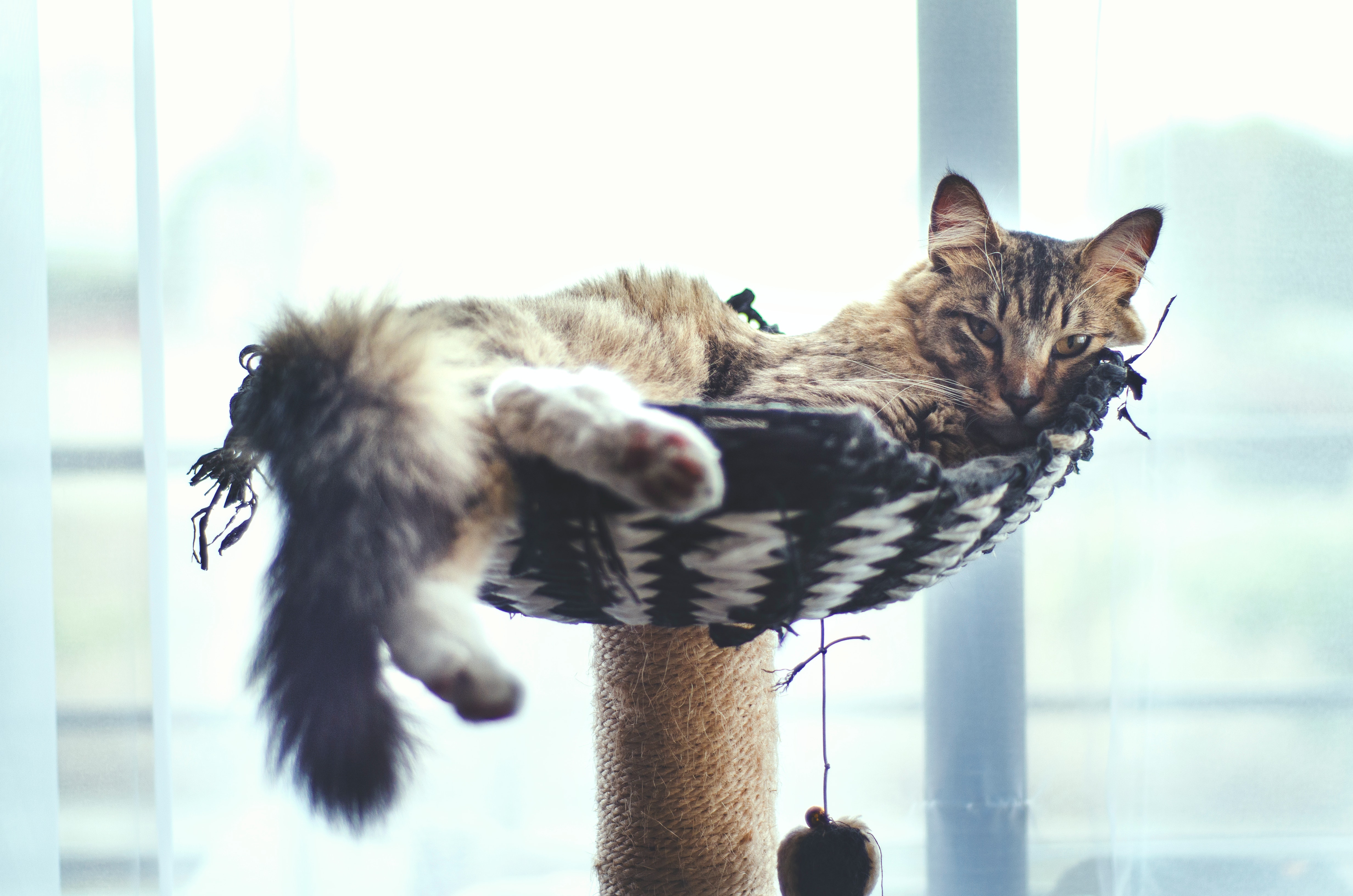 The Best Cat Trees With Hammock Baskets | Pet Care Advisors