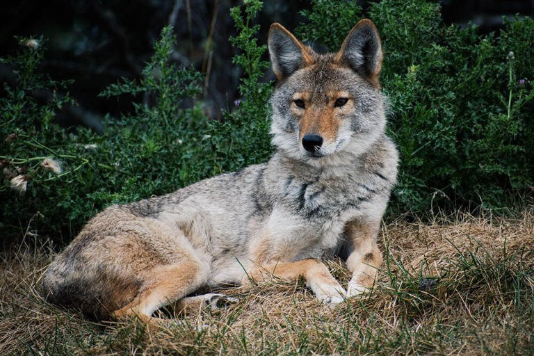 Do Coyotes Make Good Pets? | Pet Care Advisors
