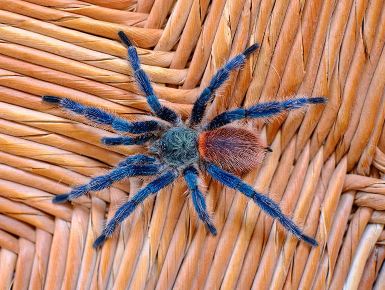 Do Tarantulas Make Good Pets? | Pet Care Advisors