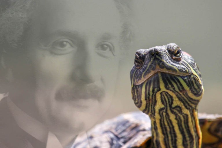 How Intelligent Are Turtles? | Pet Care Advisors