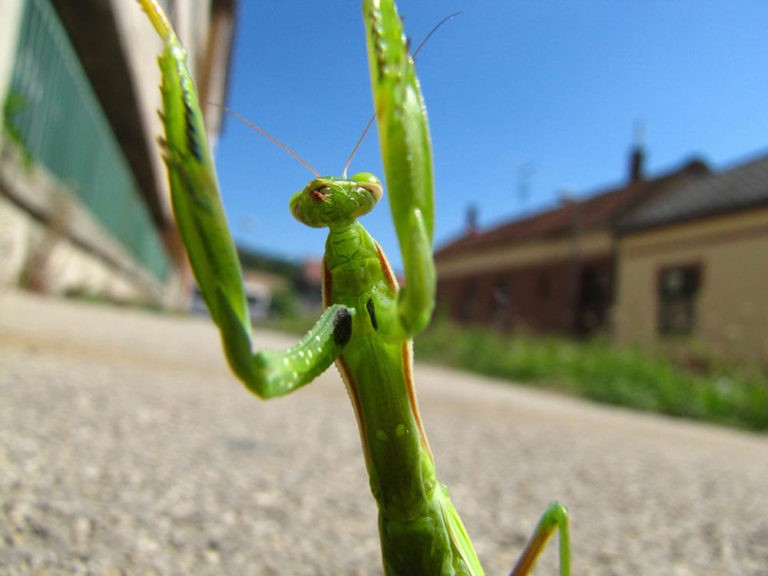 What Do Praying Mantises Eat? | Pet Care Advisors